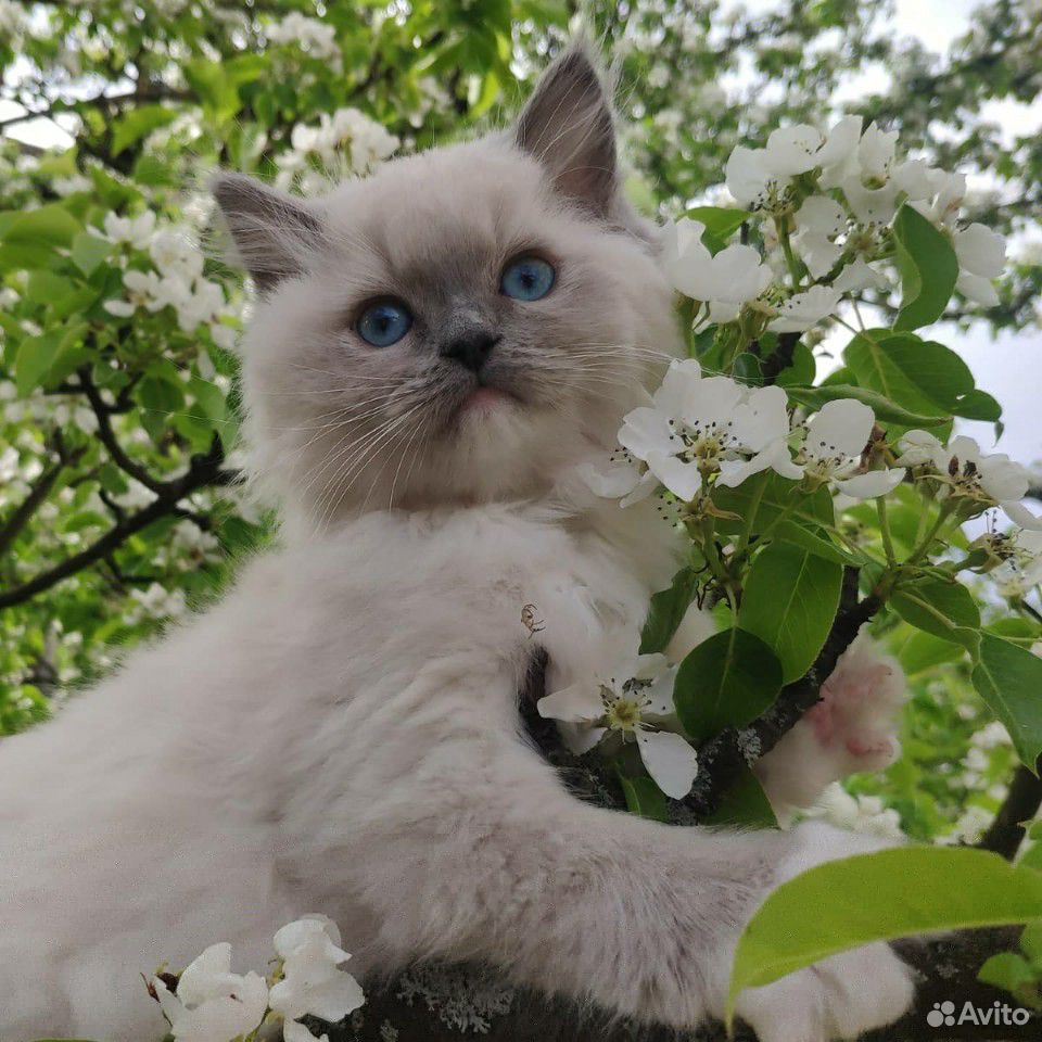 Мальчик рэгдолл, 2,5 мес., шоу