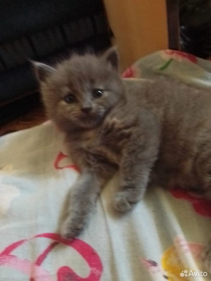 Отдам в хорошие руки