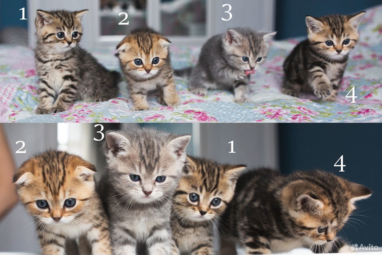 Шотландские котята