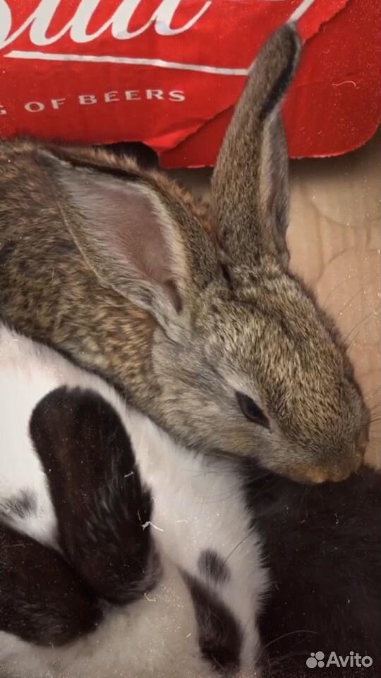 Продам кроликов
