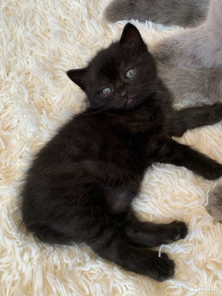 Котята