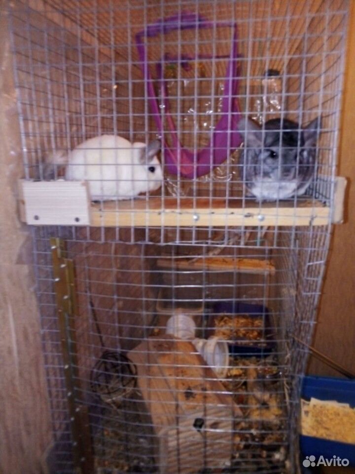 Продаются шиншиллы