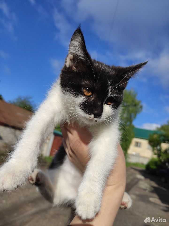 Котёнок