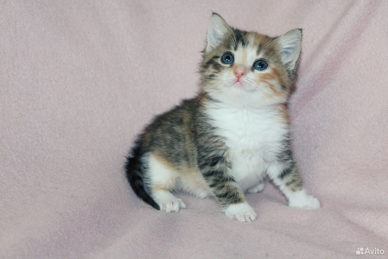 Котятки мармеладки