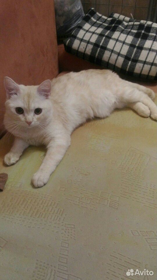 Кот