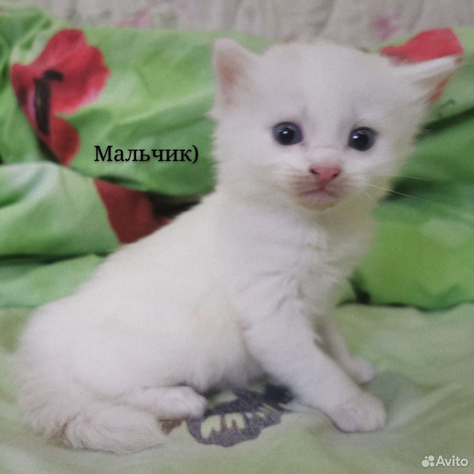 Котики)