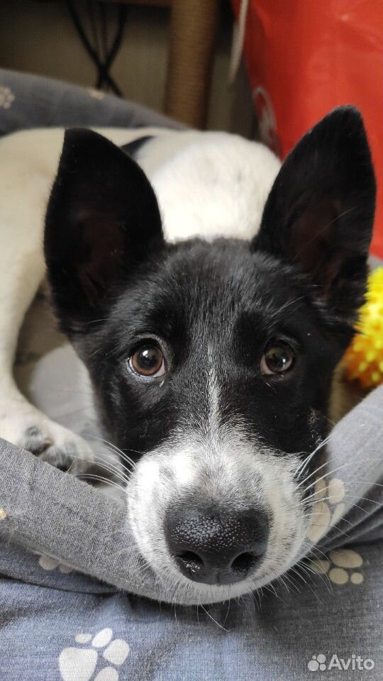 Роза - щенок 4 мес в добрые руки