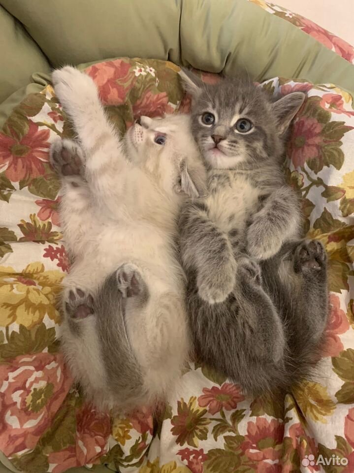 Котята 1,5 месяца