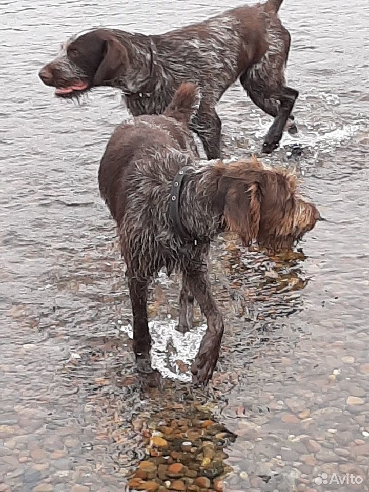 Продам Дратхааров (кобель и сучка)