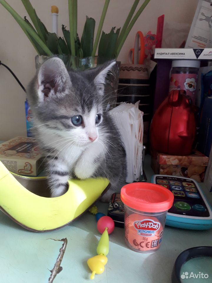 Степочка,7 недель