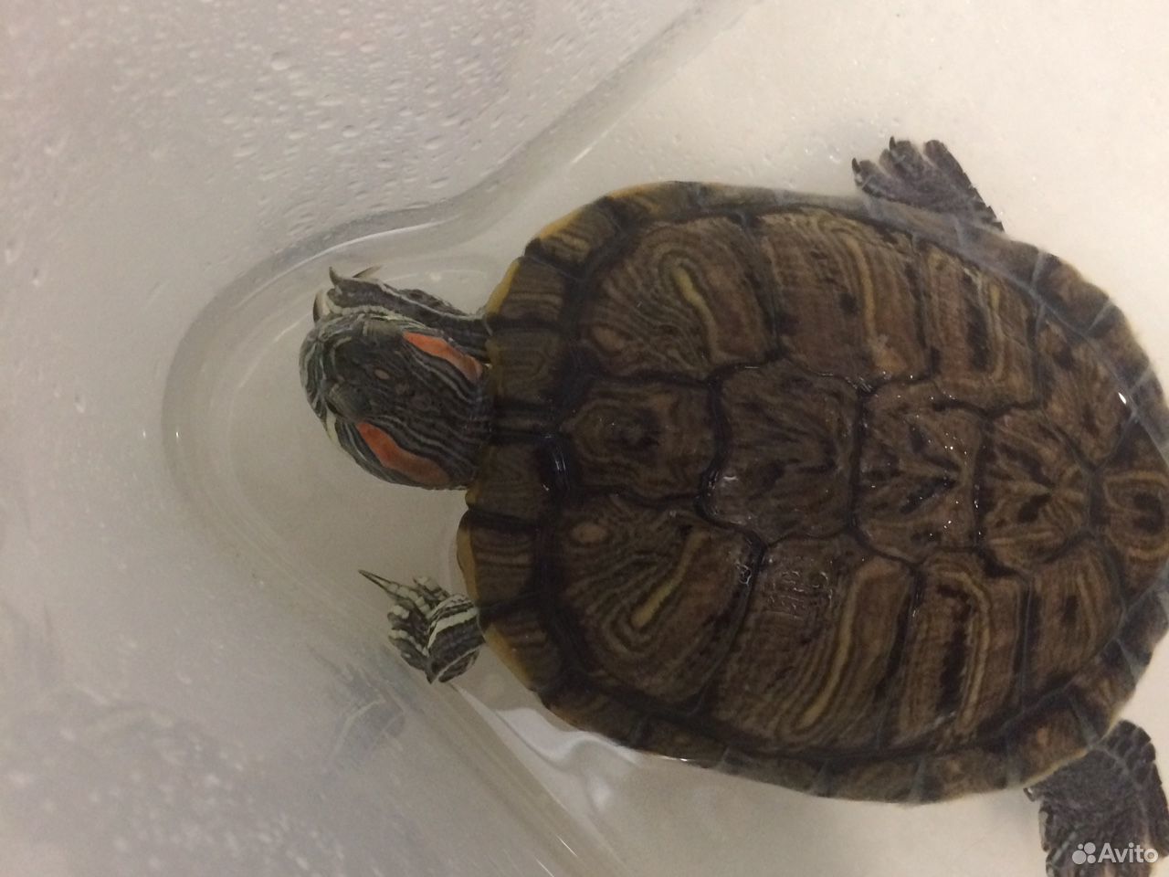 Красноухая черепаха