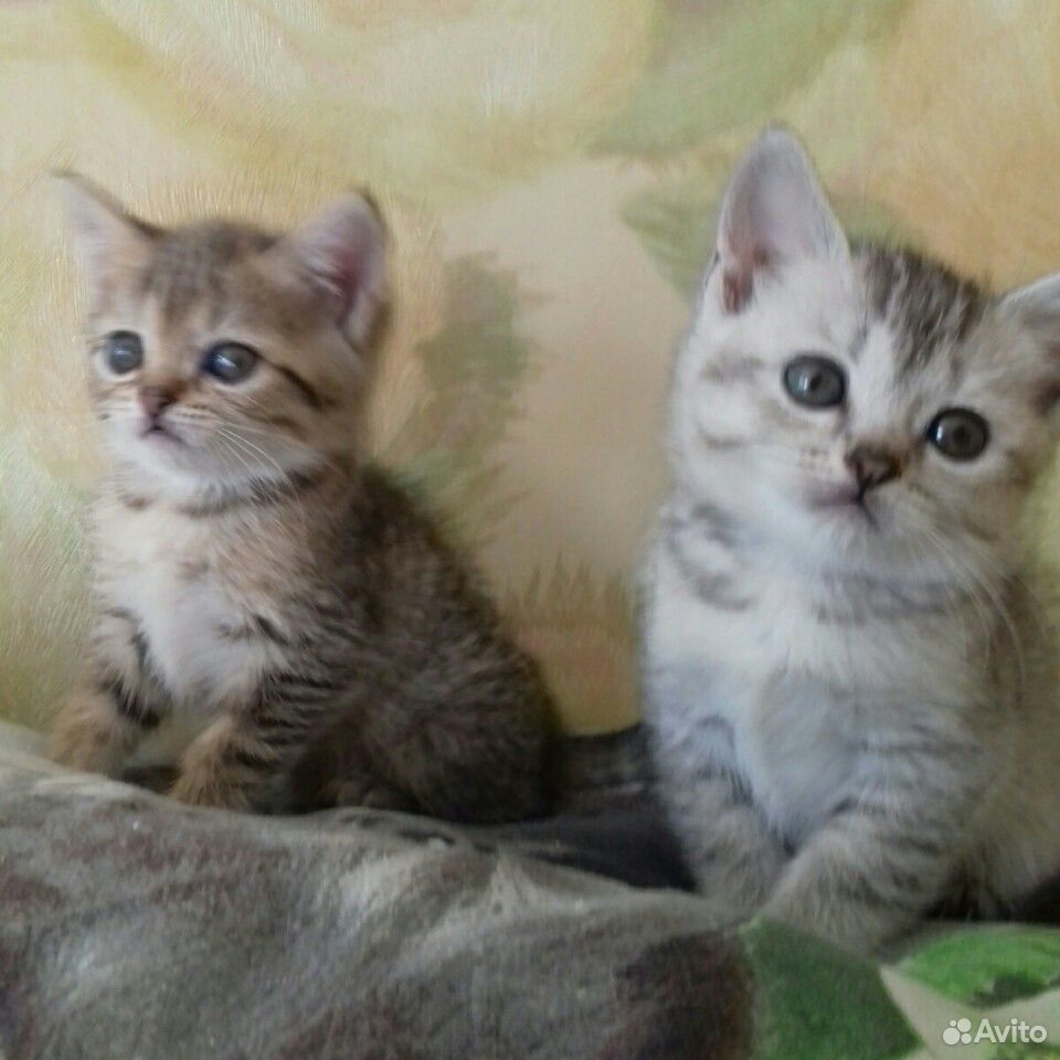 Вислоухие и прямоухие котята