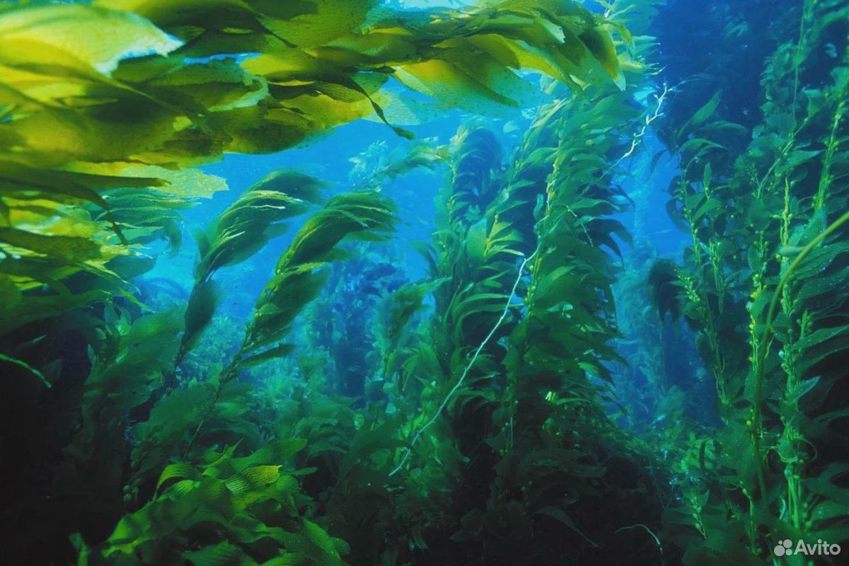 Растения для аквариума