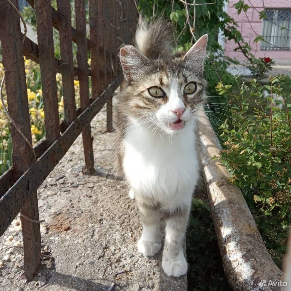 Кошка