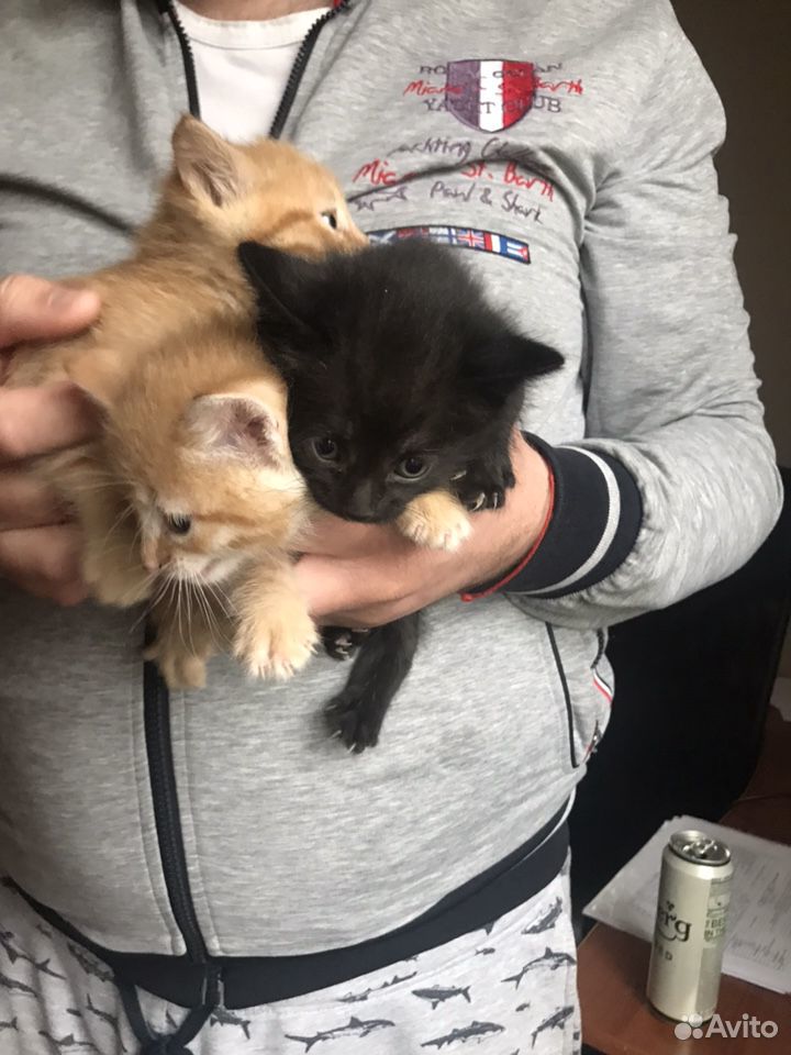 Кошаки в добрые руки