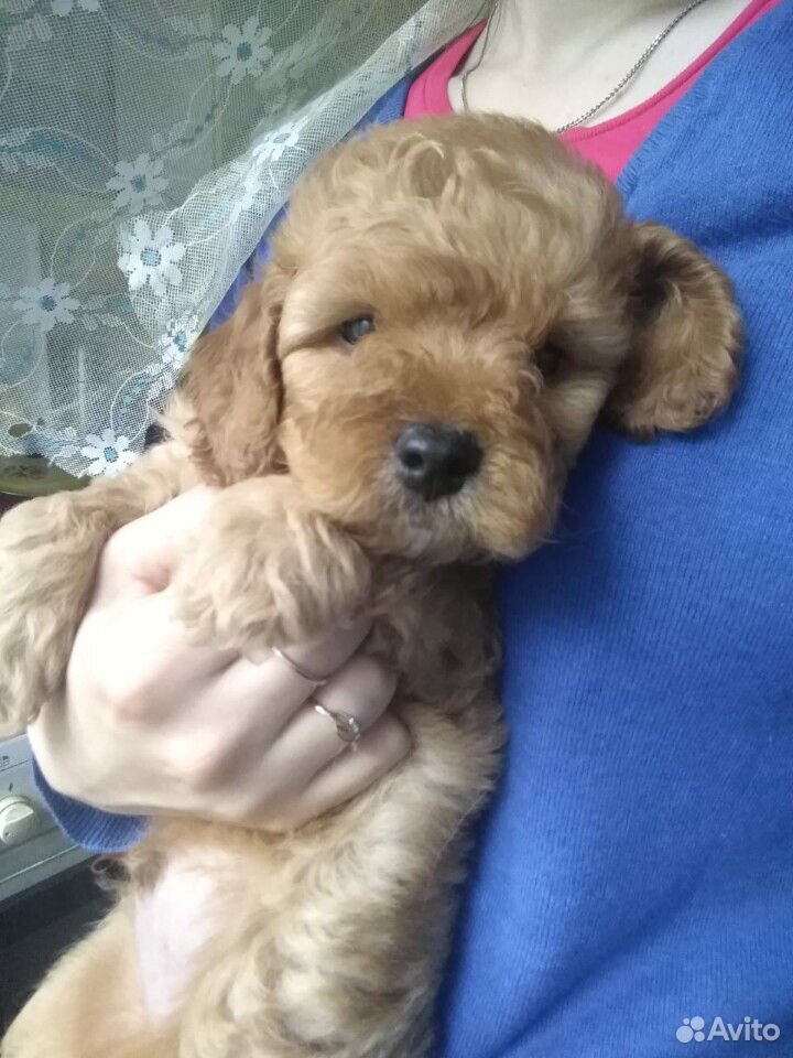 Мальтипу мальчик рыжий