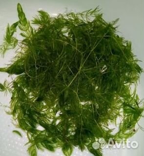 Роголистник свежая прополка