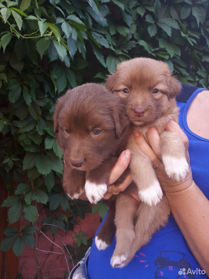 Красивые щенки 1,5 месяца