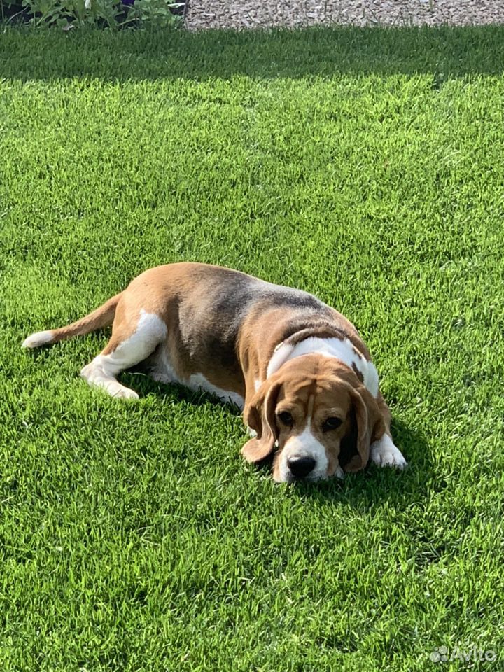 Бигль для вязки (кобель)