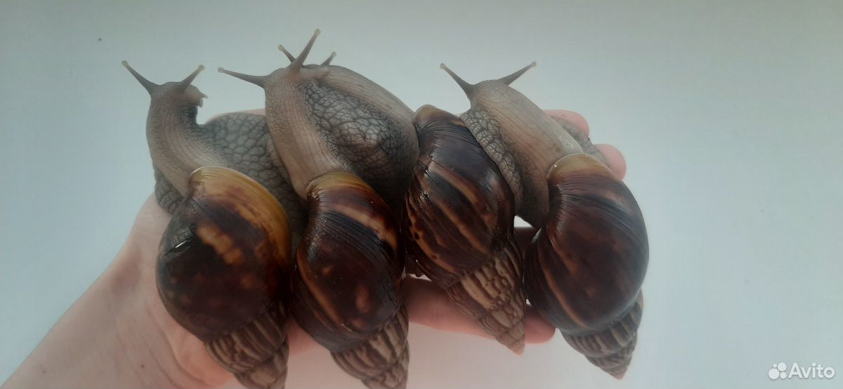 Улитка Ахатина Фулика Стандарт