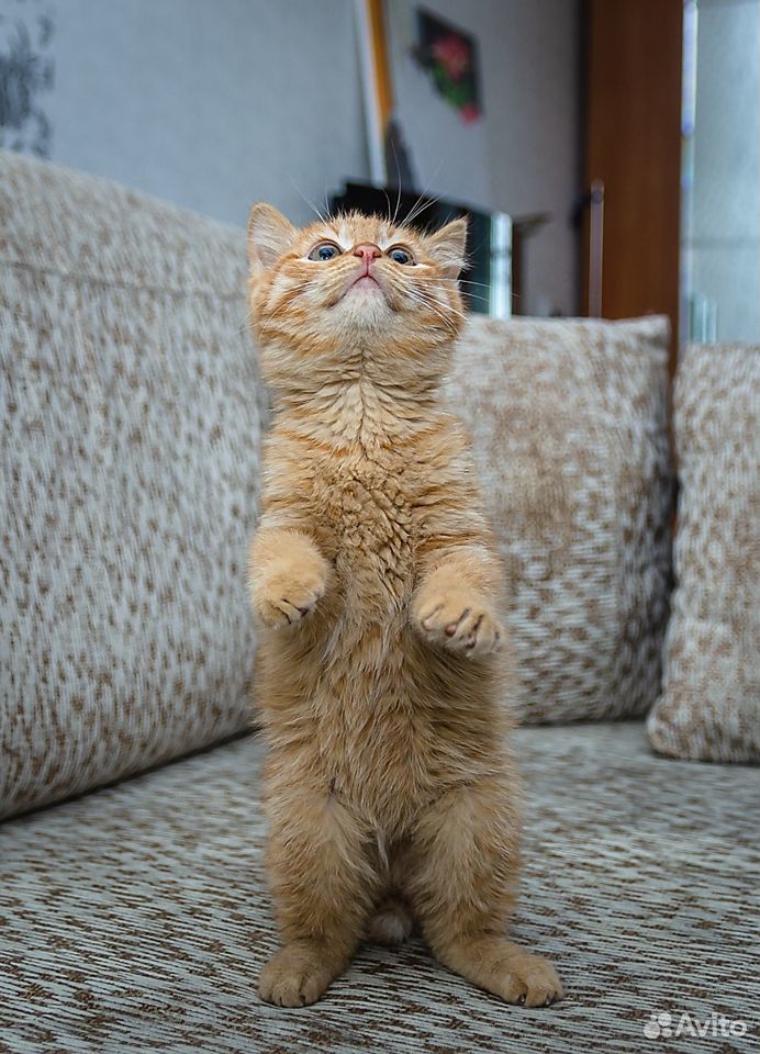 Сладкие котята ищут семью