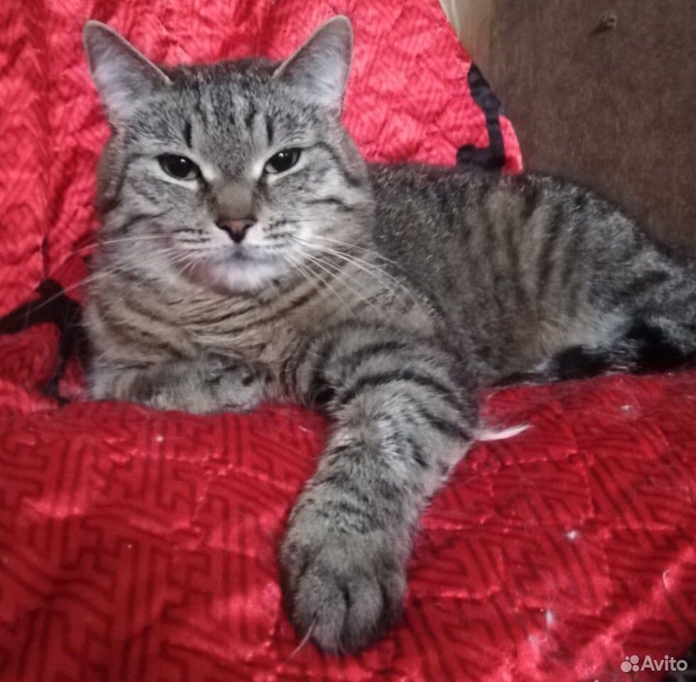 Отдам Кошку. кошка ищет дом