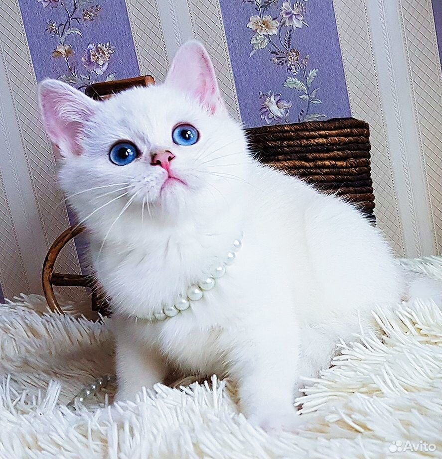 Роскошный синеглазый плюшевый котик