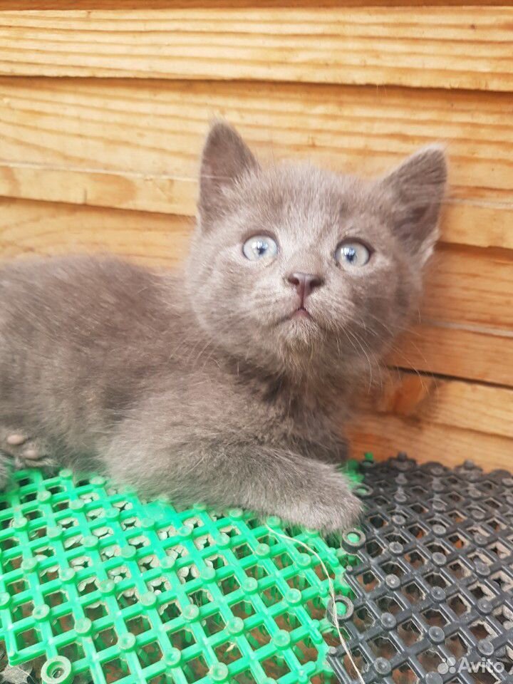Котята