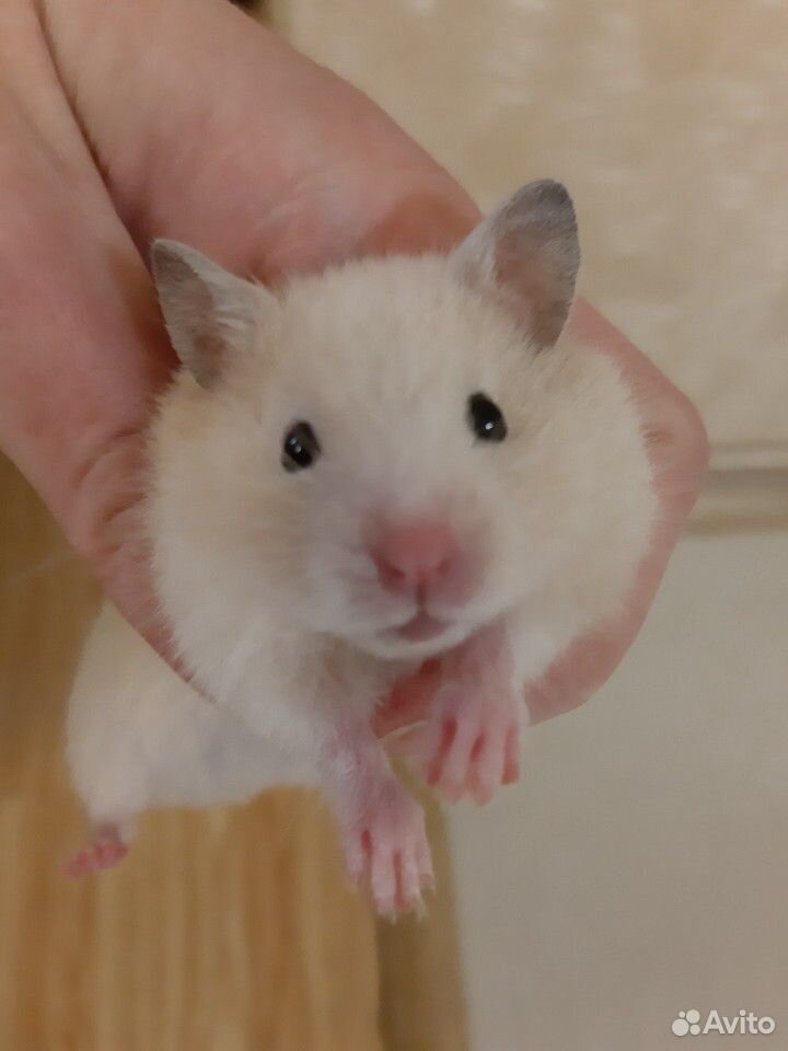 Сирийский хомяк