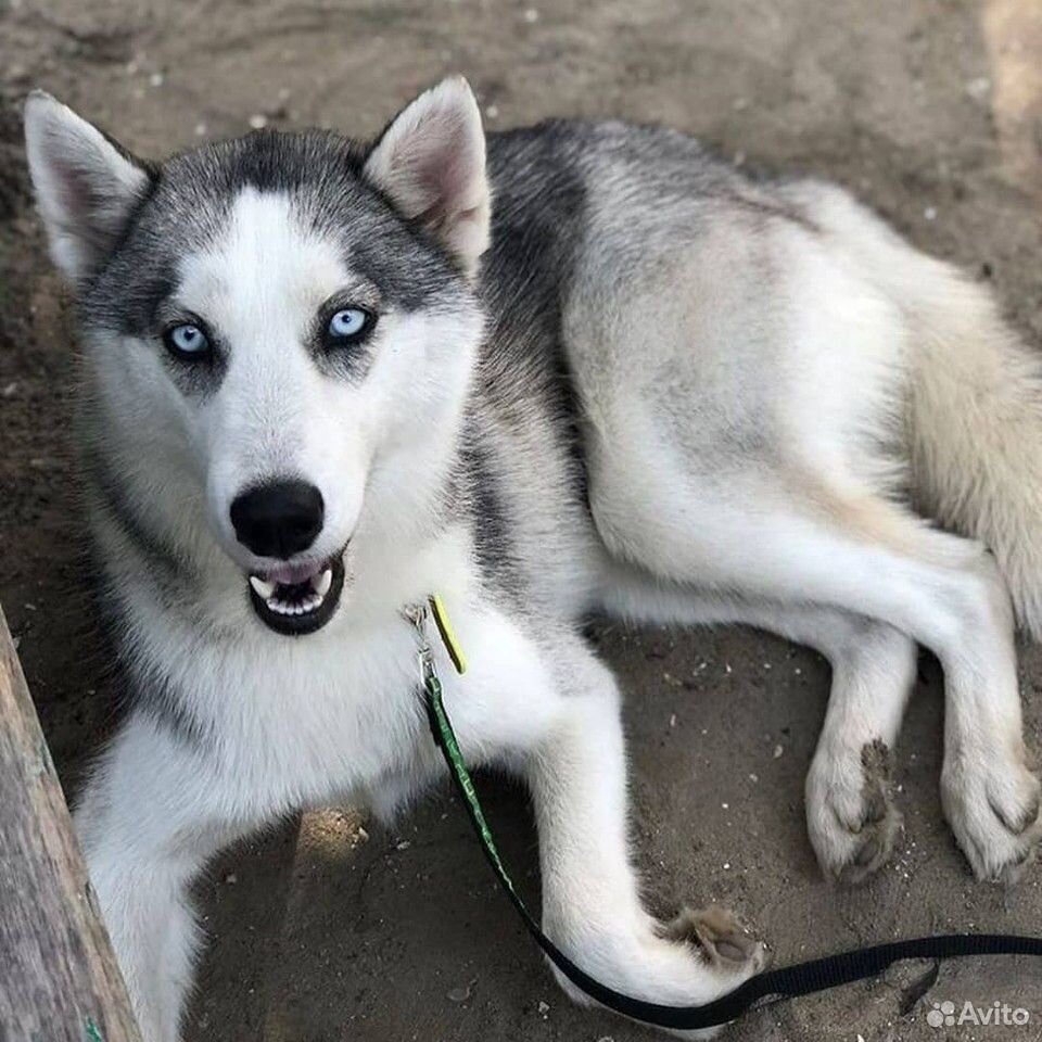 Сибирский хаски