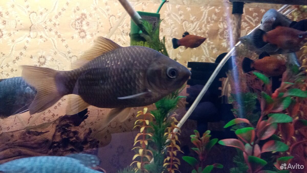 Аквариумный речной карась
