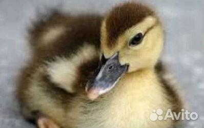 Утята мускусные