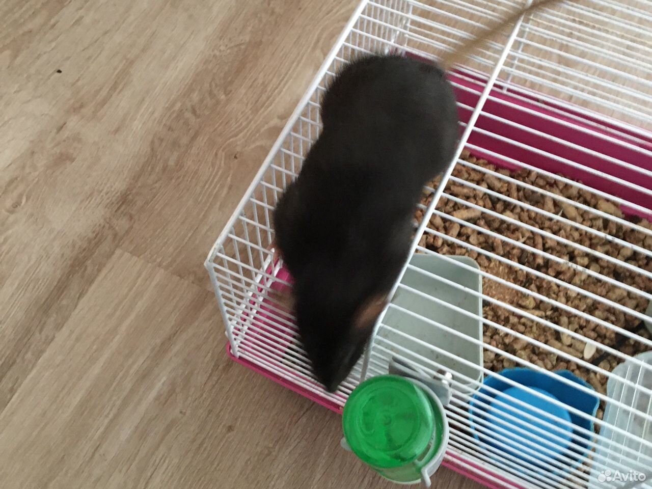 Крыса породистая