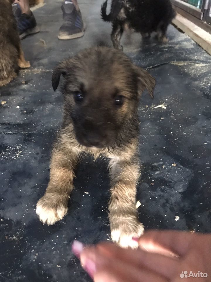 Ищут дом из отлова