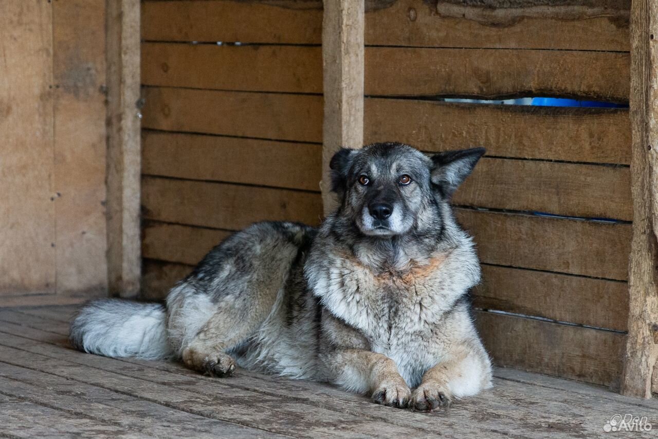 Отдаю в добрые руки собаку Барбару 2 годика