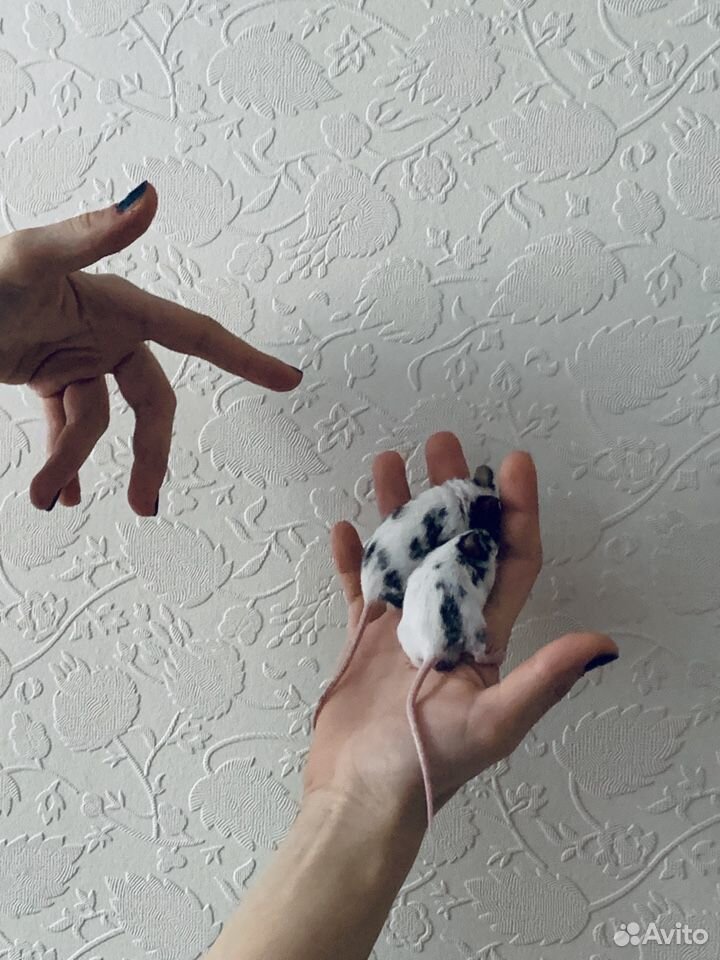 Мыши чёрно-белые