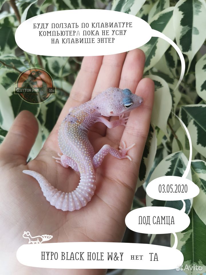 Эублефар \ Hypo Black Hole W&Y het TA \ Самец