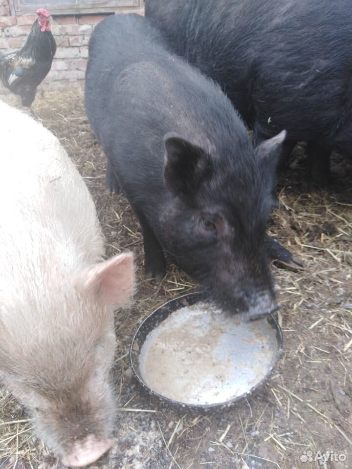 Вьетнамские поросята