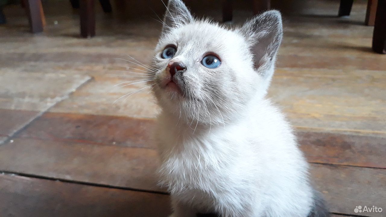 Котёнок 5 недель