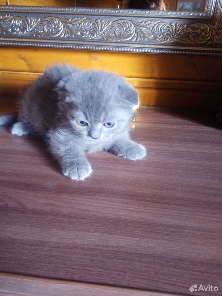 Шотладские котята
