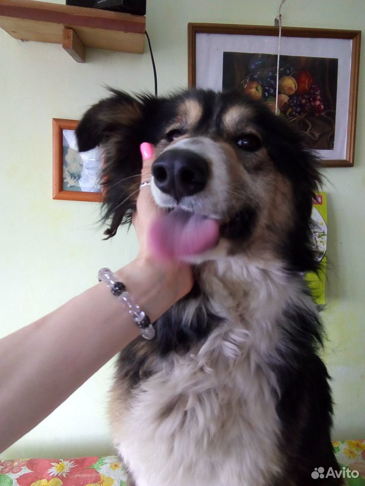 Обаятельная Луиза в добрые отвественные руки