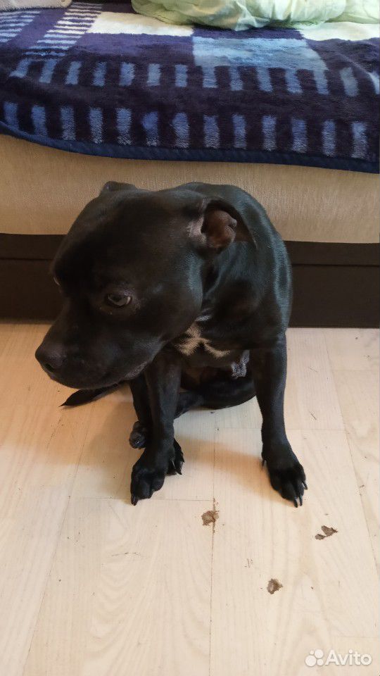 Стаффордширский питбультерьер