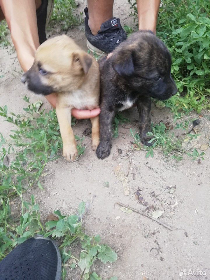 Собака