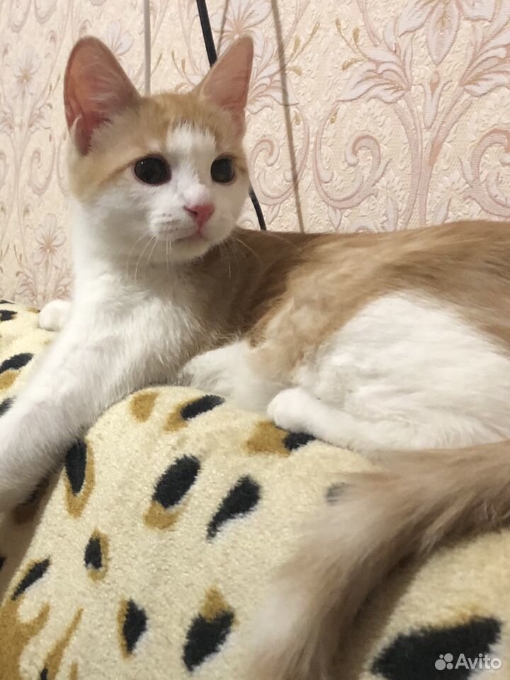 Отдаем рыжего домашнего котика