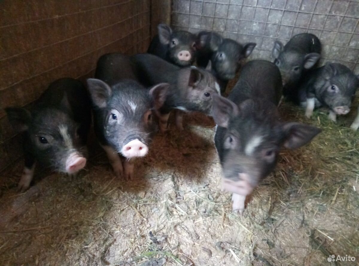 Вьетнамск вислобрюхий поросенок