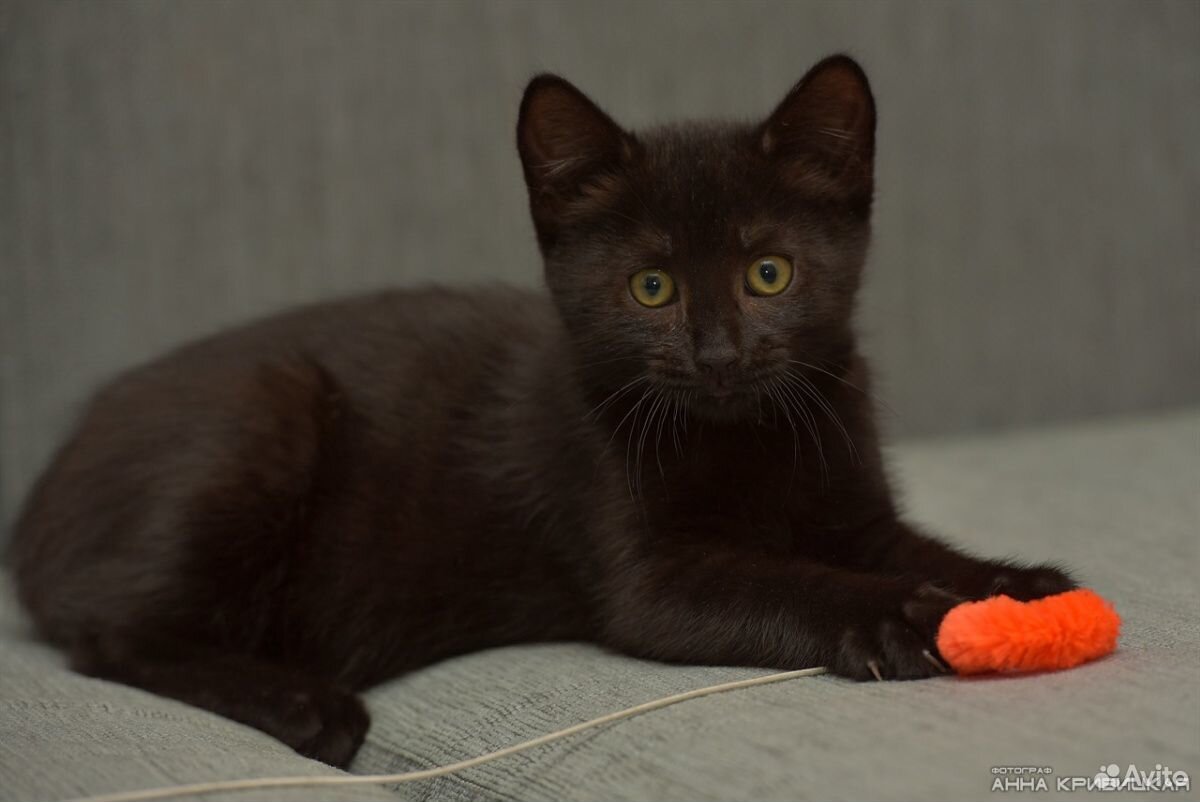 Красавица Пантерка в добрые руки