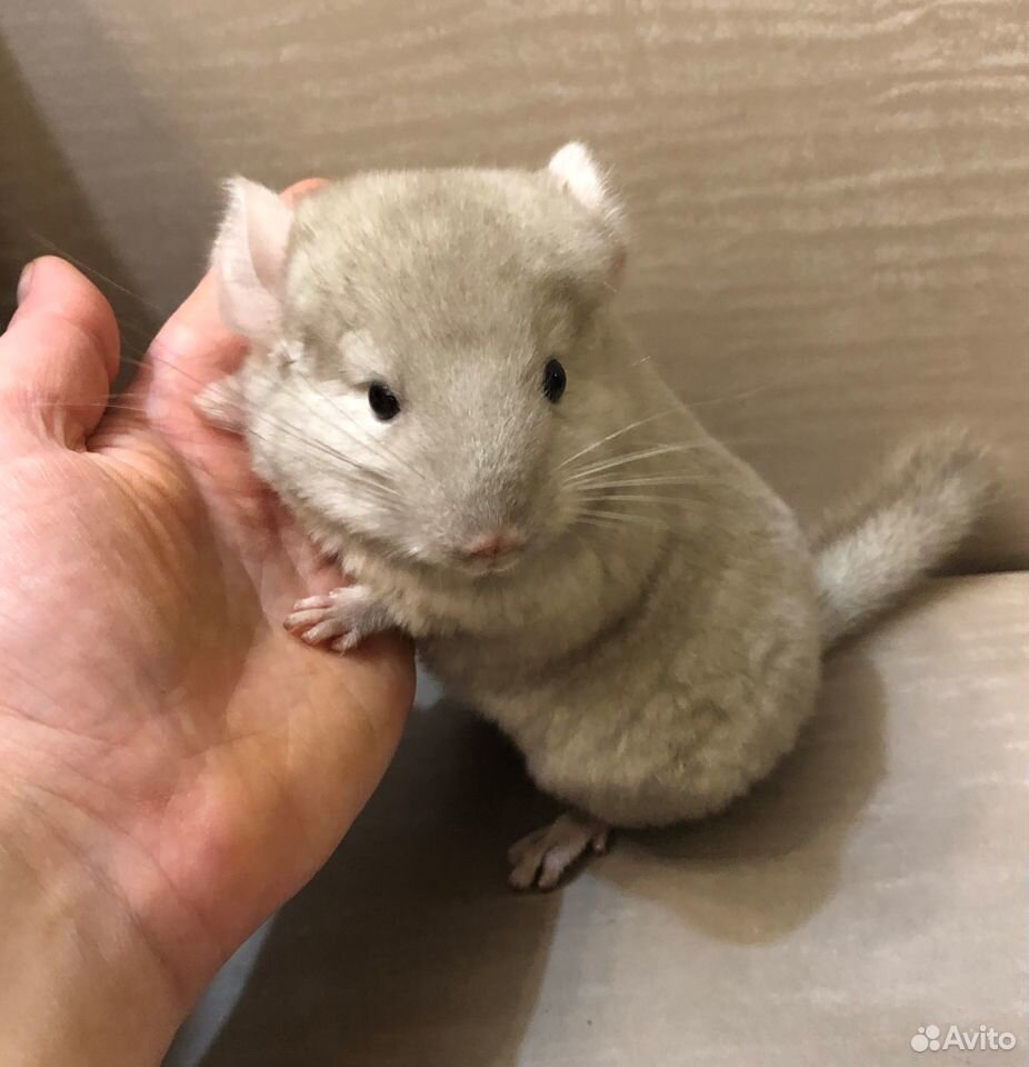 Шиншилла девочка, с родословной, носитель ангоры