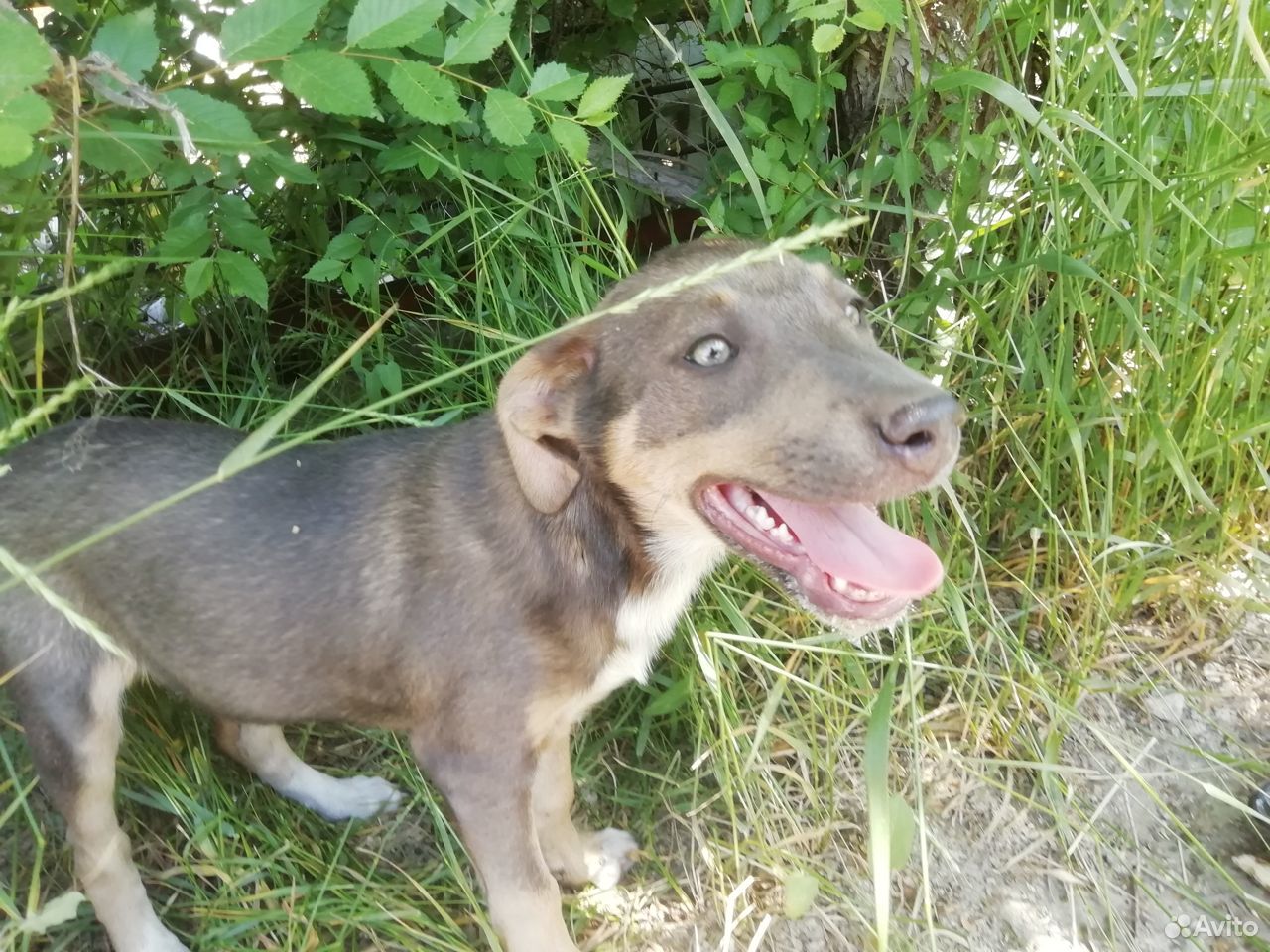 Собачка помесь с таксой