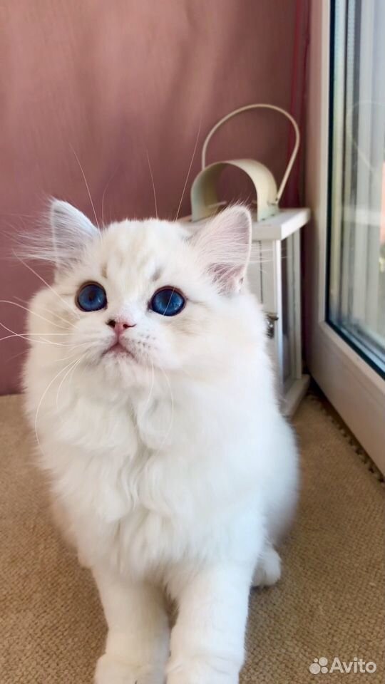 Потрясающе красивый котенок