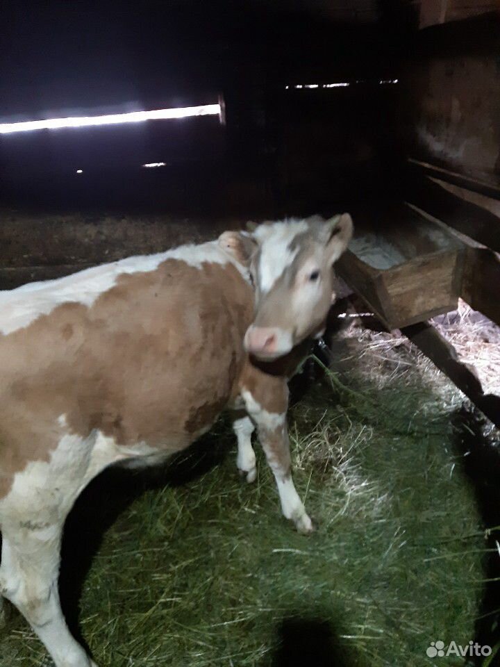 Бычки сементальской породы